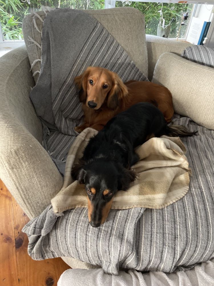 Vincent and Goodman – Sunset Hounds