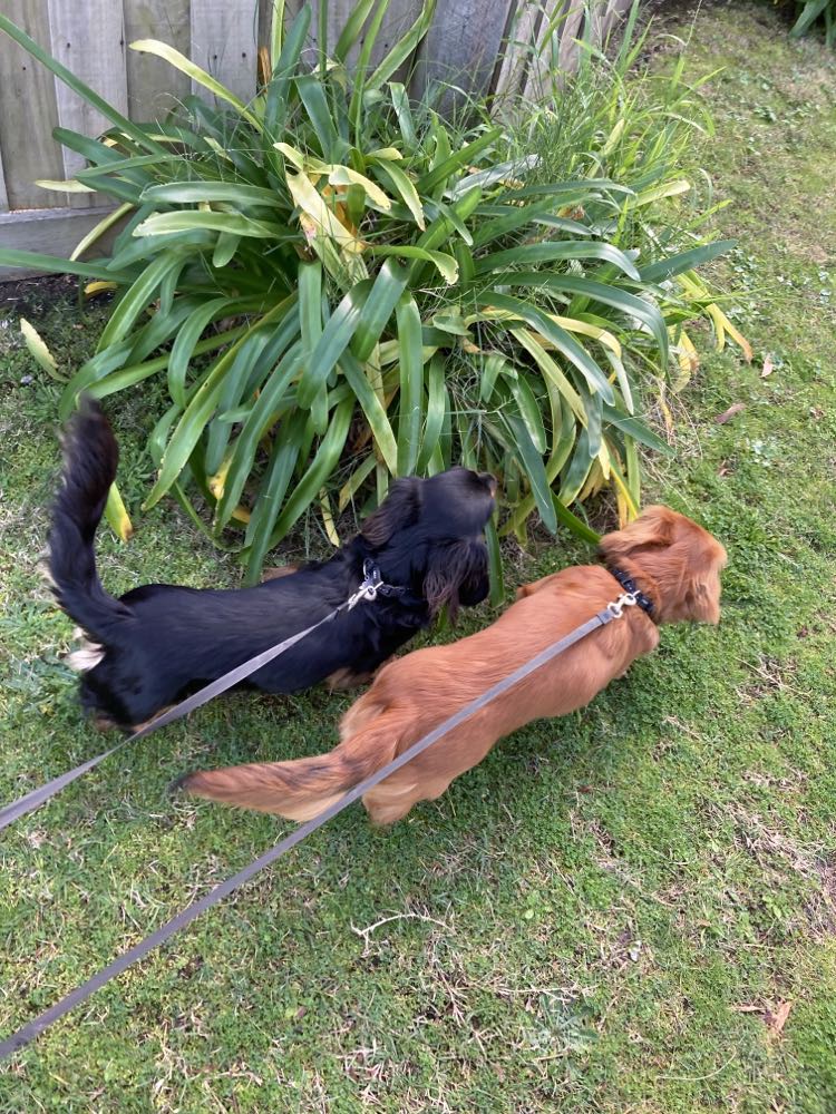 Vincent and Goodman – Sunset Hounds