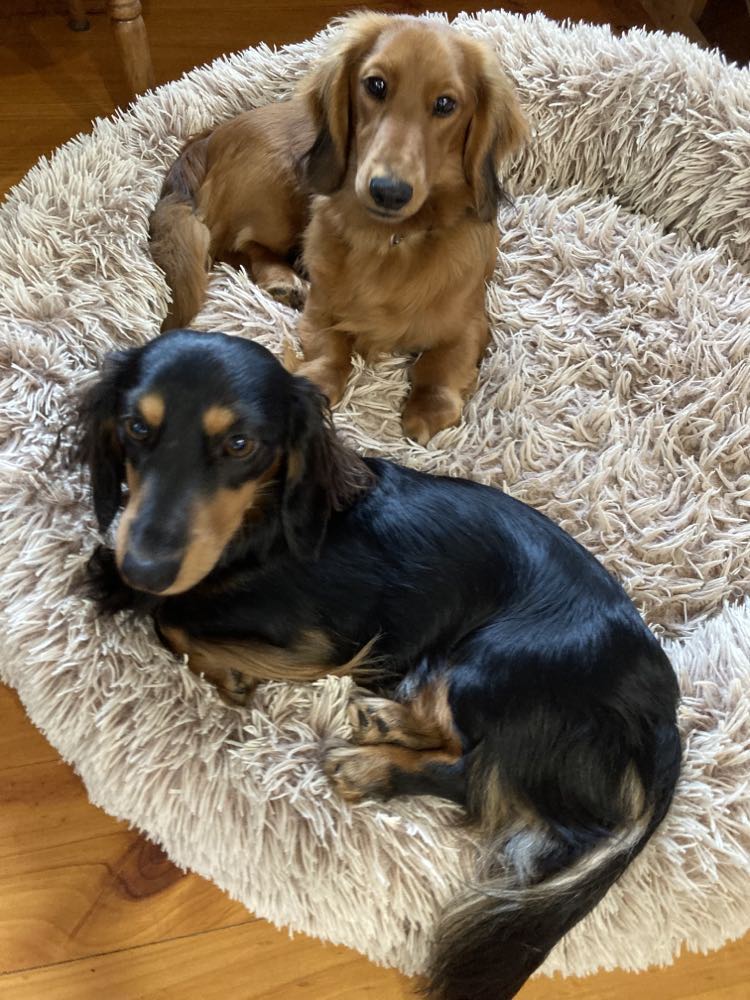 Vincent and Goodman – Sunset Hounds